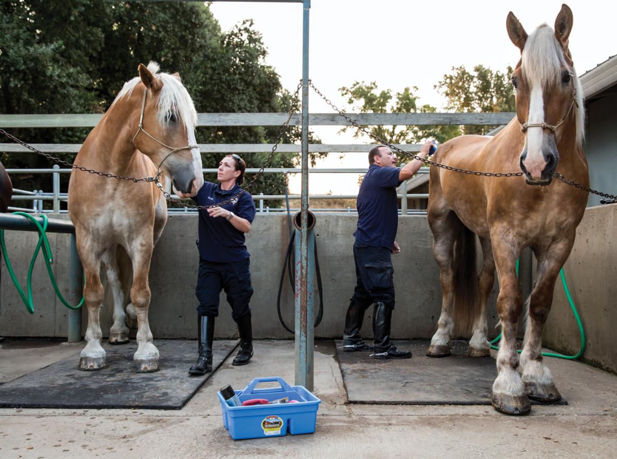 A Different Sort of Ride Along | Comstock's magazine