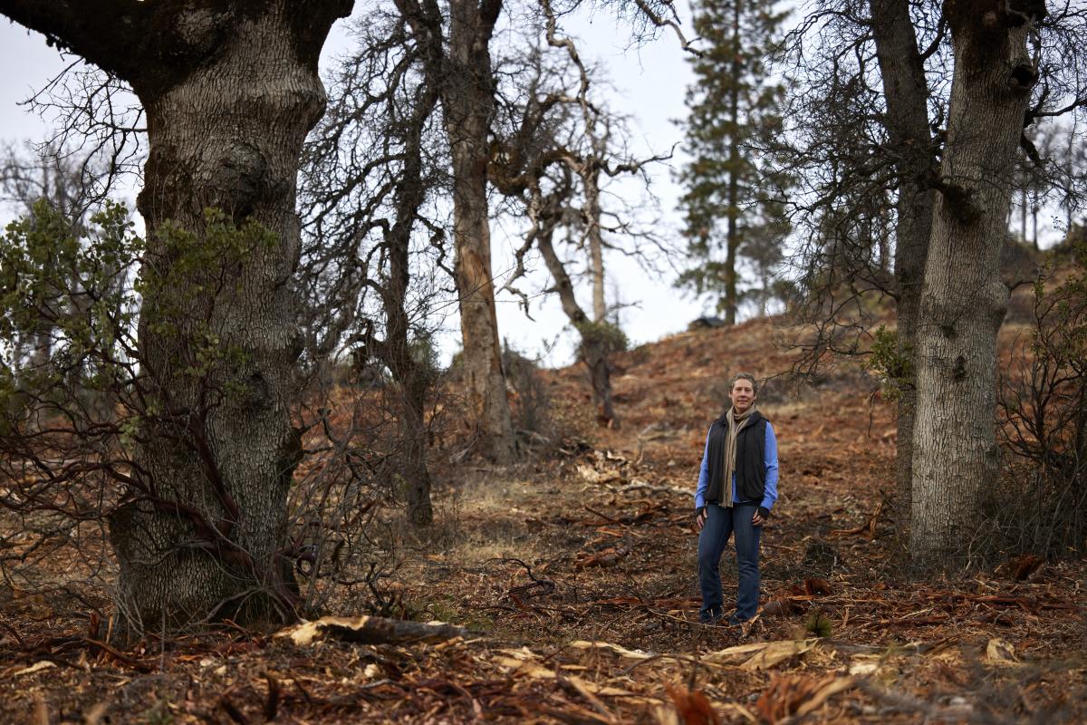 Fuel From the Forest | Comstock's magazine