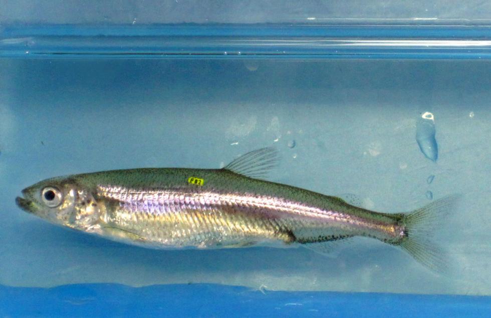 Delta Smelt Nearing Extinction | Comstock's magazine