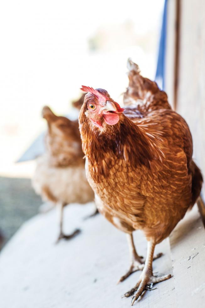 The New Hip Chick | Comstock's magazine