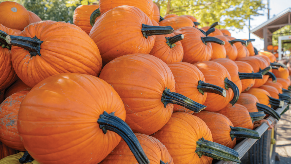 Family Fun at Bishop’s Pumpkin Farm in Wheatland | Comstock's magazine