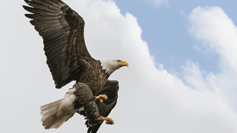 Fly Like an Eagle | Comstock's magazine