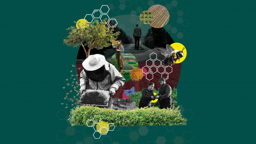 Give Bees a Chance | Comstock's magazine