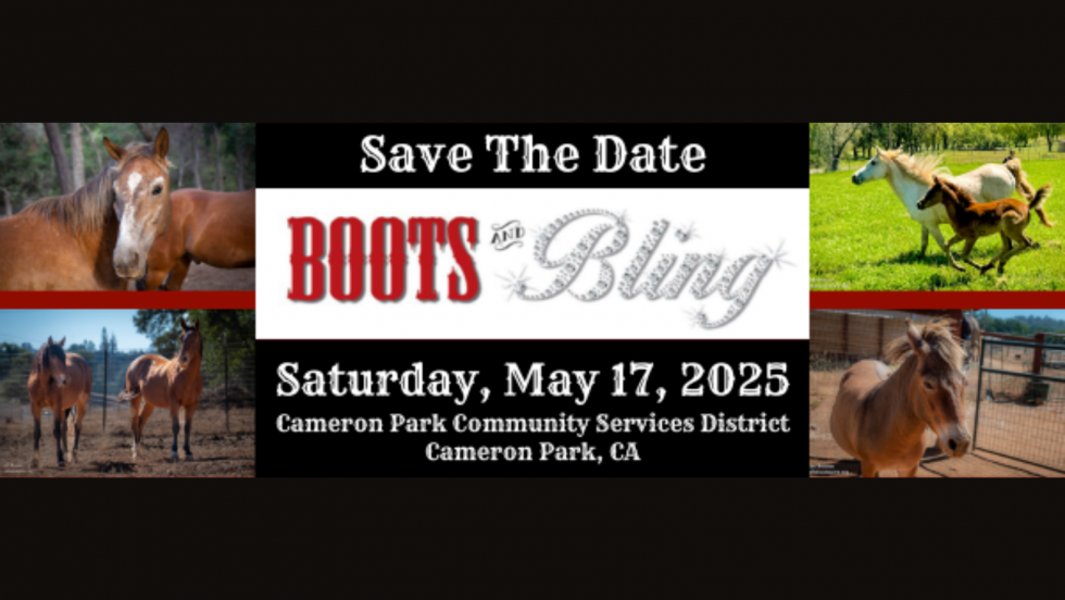 All About Equine's 12th Annual Boots and Bling | Comstock's magazine