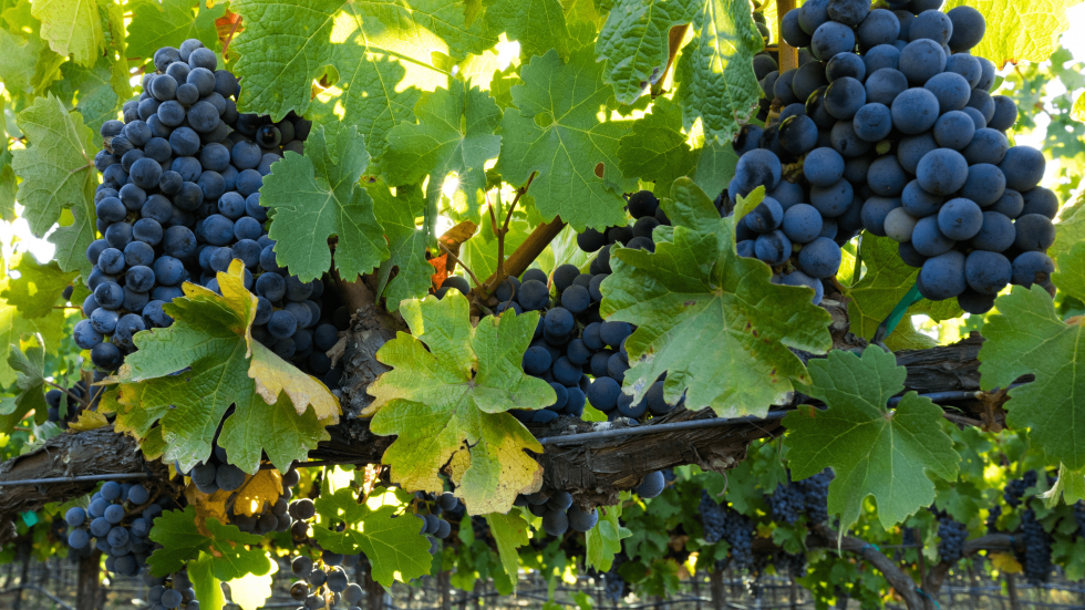 Putting North American Grapes on the (Genetic) Map | Comstock's magazine